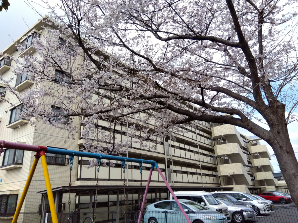 3/28市立公園各所サクラ開花状況 ｜ 東村山市立公園