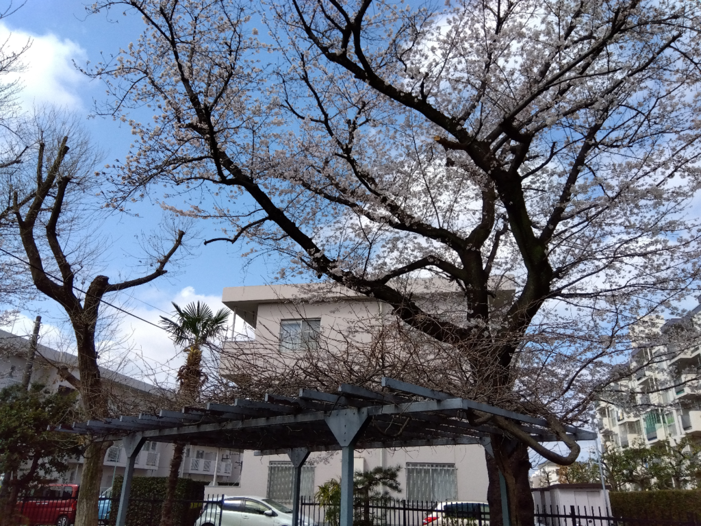 3/28市立公園各所サクラ開花状況 ｜ 東村山市立公園
