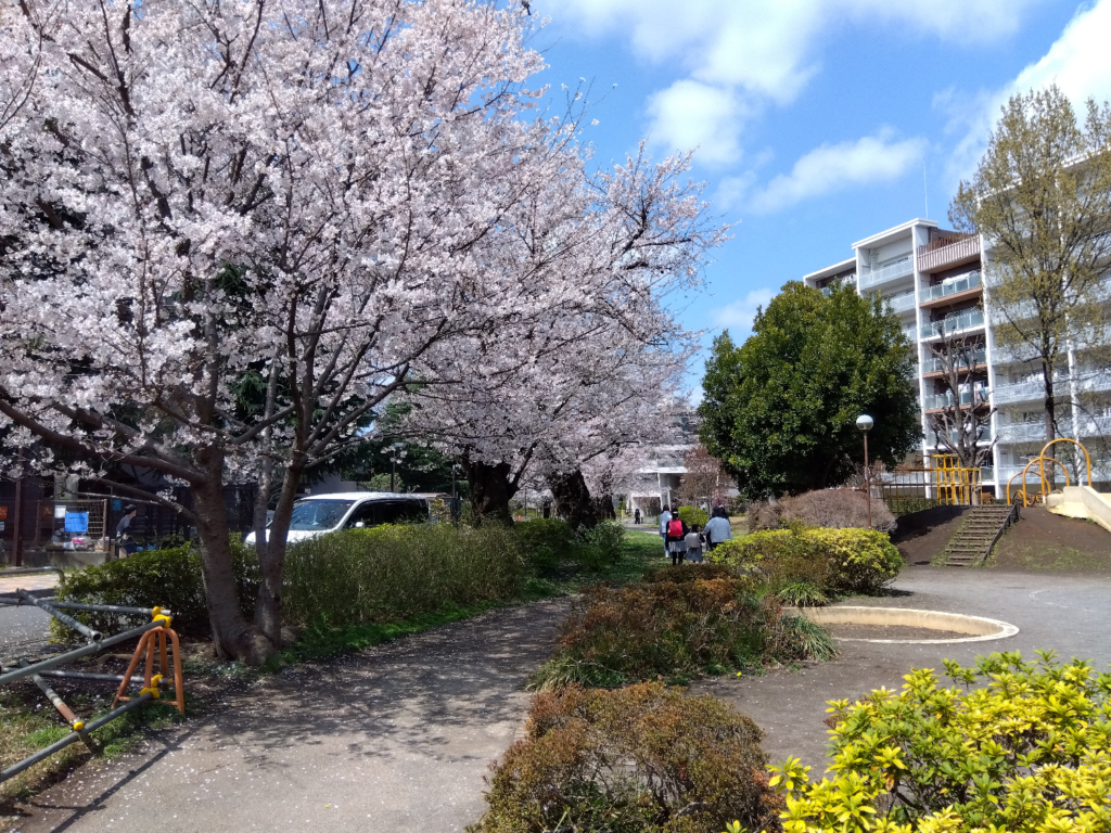 3/28市立公園各所サクラ開花状況 ｜ 東村山市立公園
